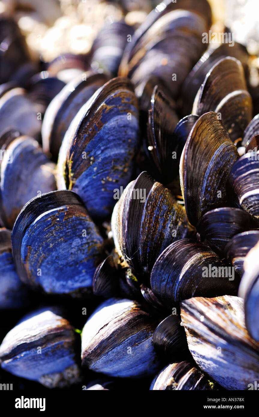 Mussels on a rock Stock Photo - Alamy