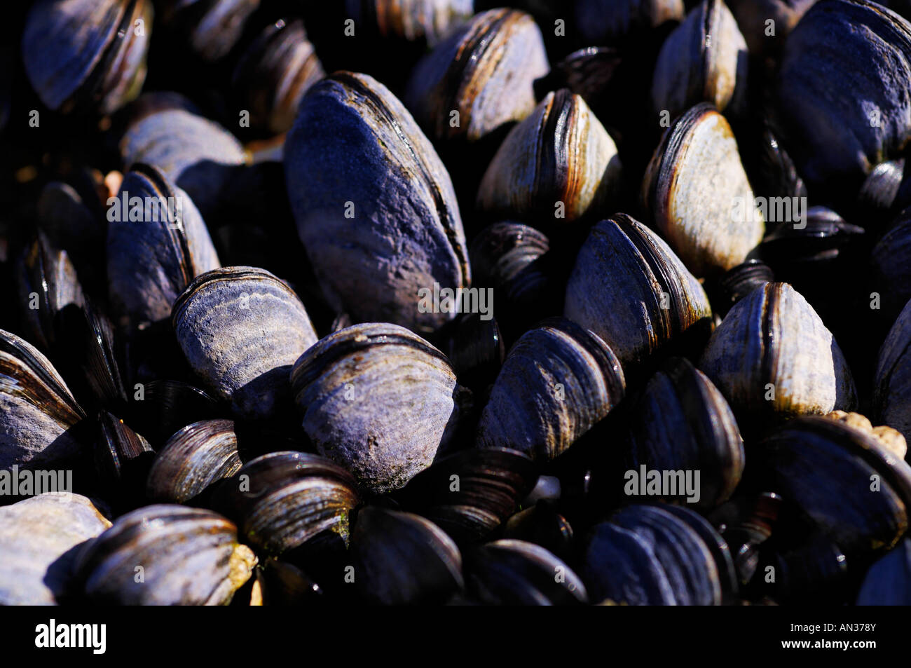 Mussels on a rock Stock Photo - Alamy