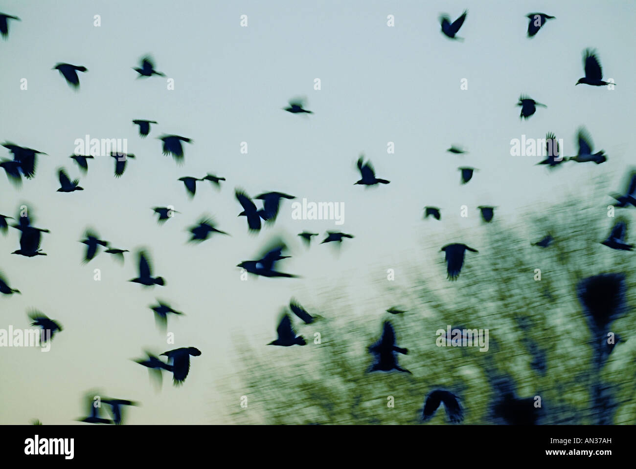 Flying black crows hi-res stock photography and images - Alamy