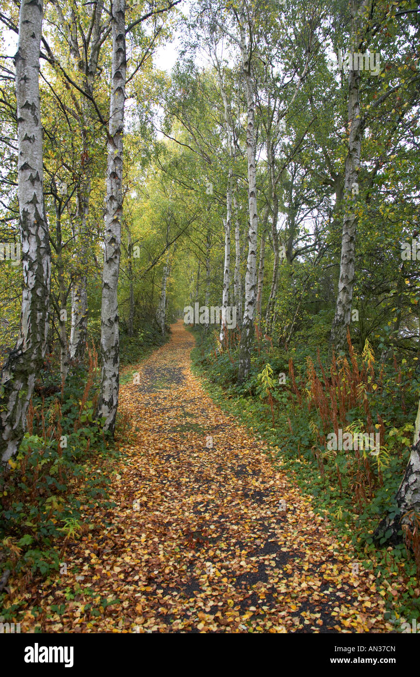 Woodland path through Silver Birch Betula pendula trees in autumn Stock ...