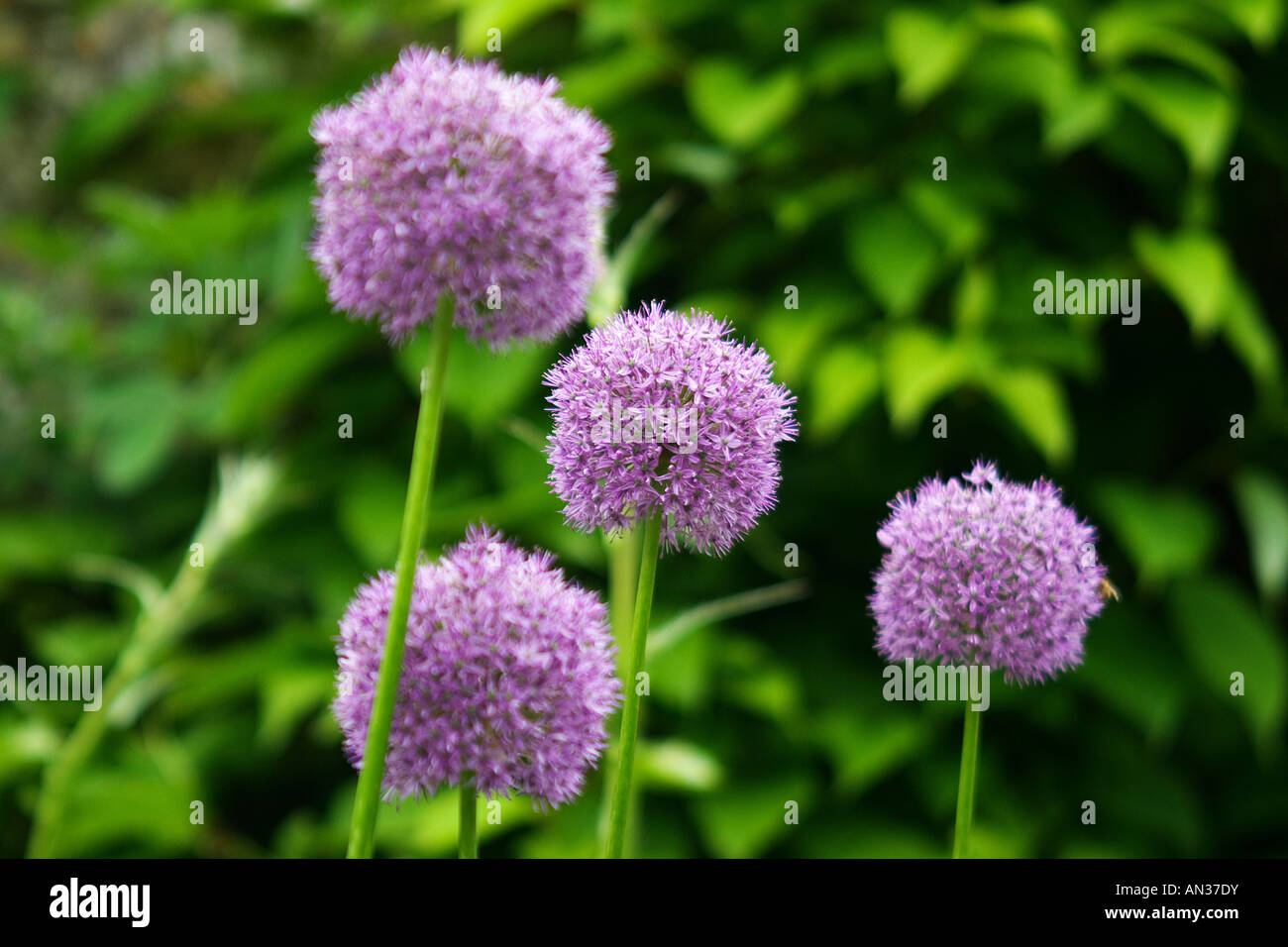 pink alium flower Stock Photo - Alamy