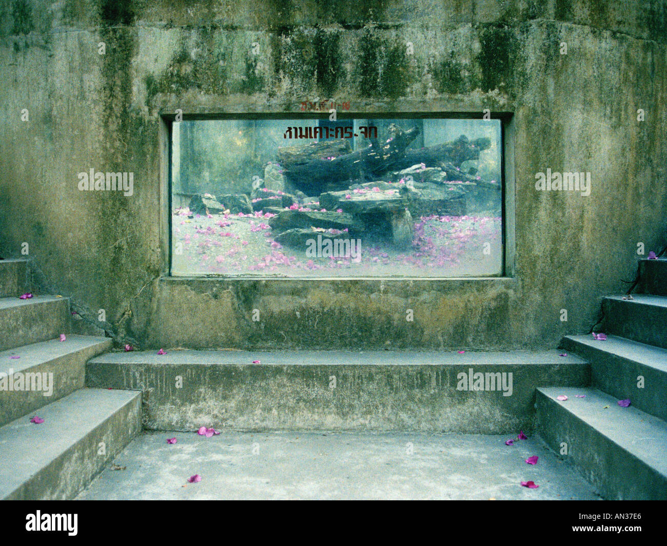 empty fish tank with steps and flower petals Stock Photo - Alamy