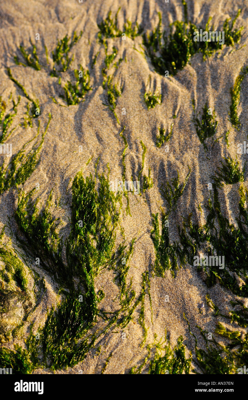 Sand and seaweed on a beach Stock Photo - Alamy