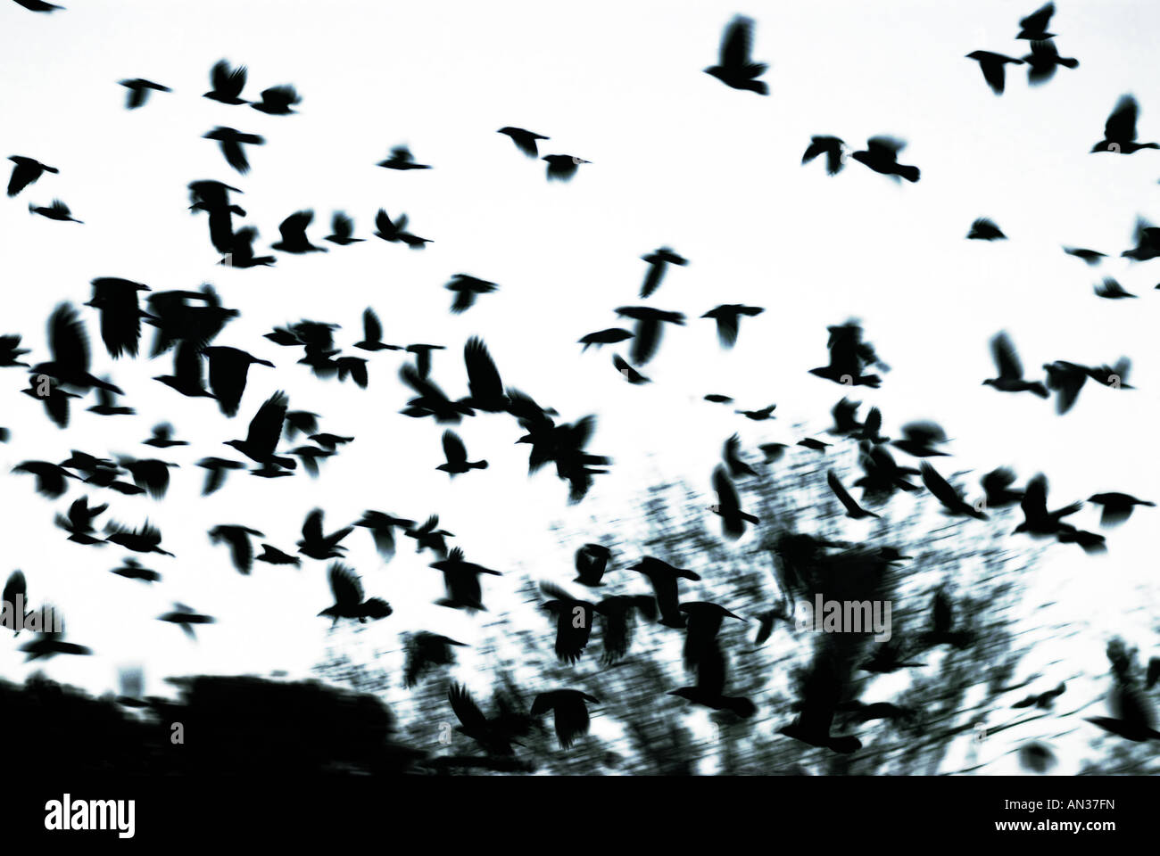 Flying black crows hi-res stock photography and images - Alamy