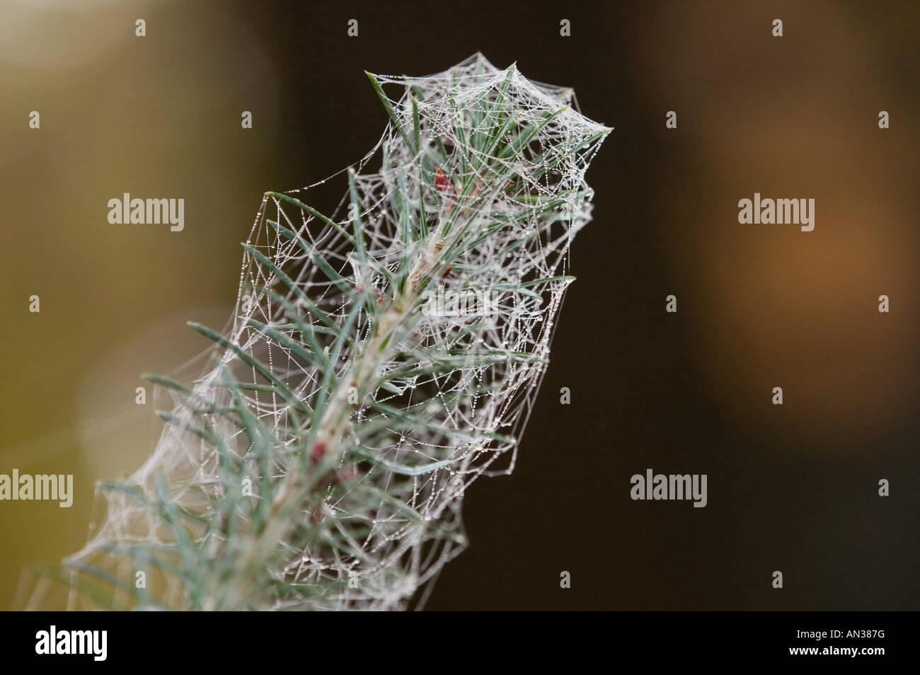 Covered with the web hi-res stock photography and images - Alamy