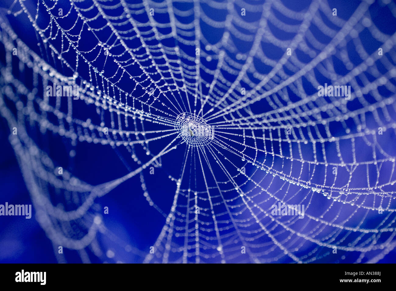 spider on web covered by water drops Stock Photo - Alamy