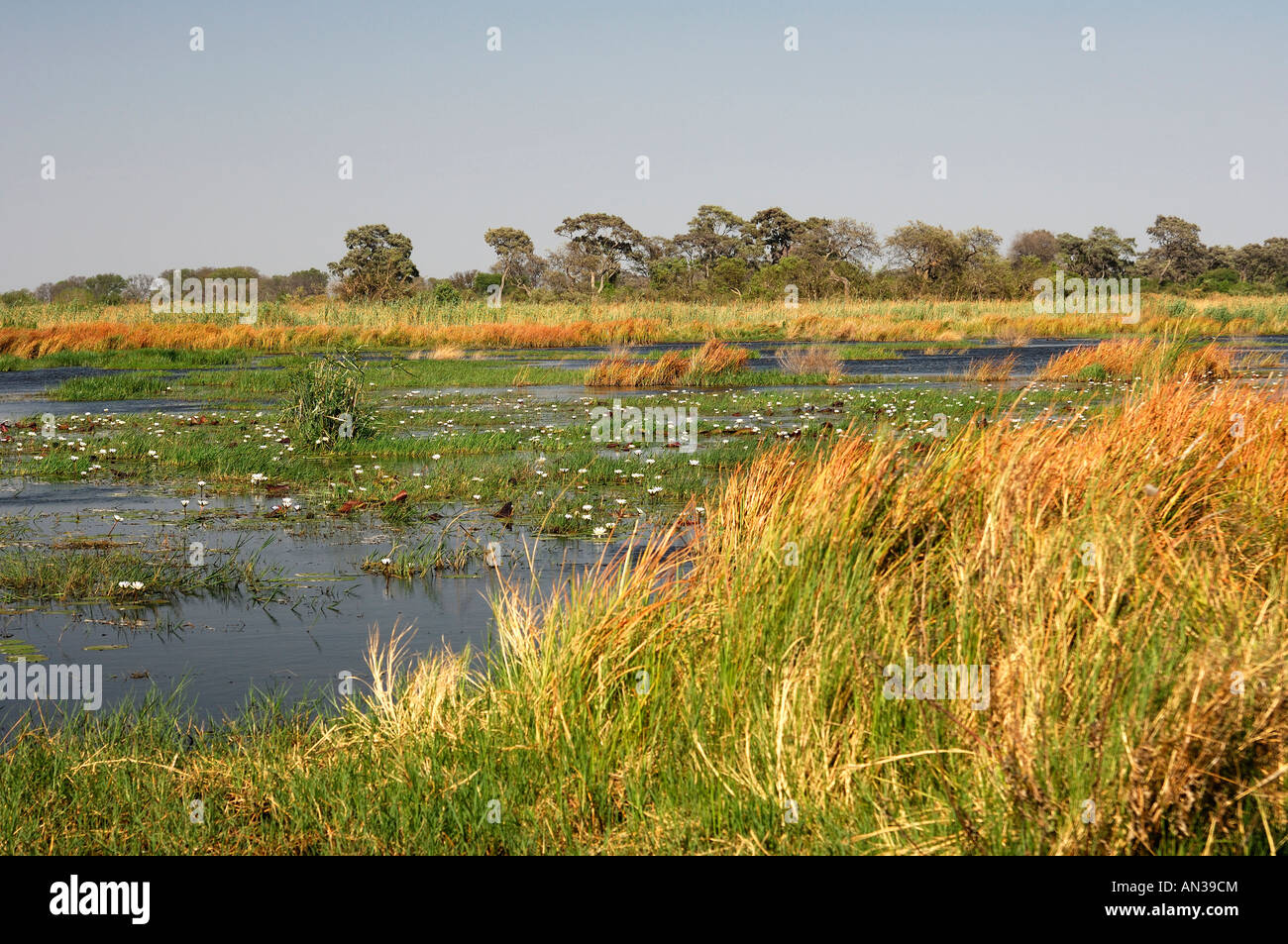 In the swamps of the Okavango Delta Botswana Stock Photo - Alamy