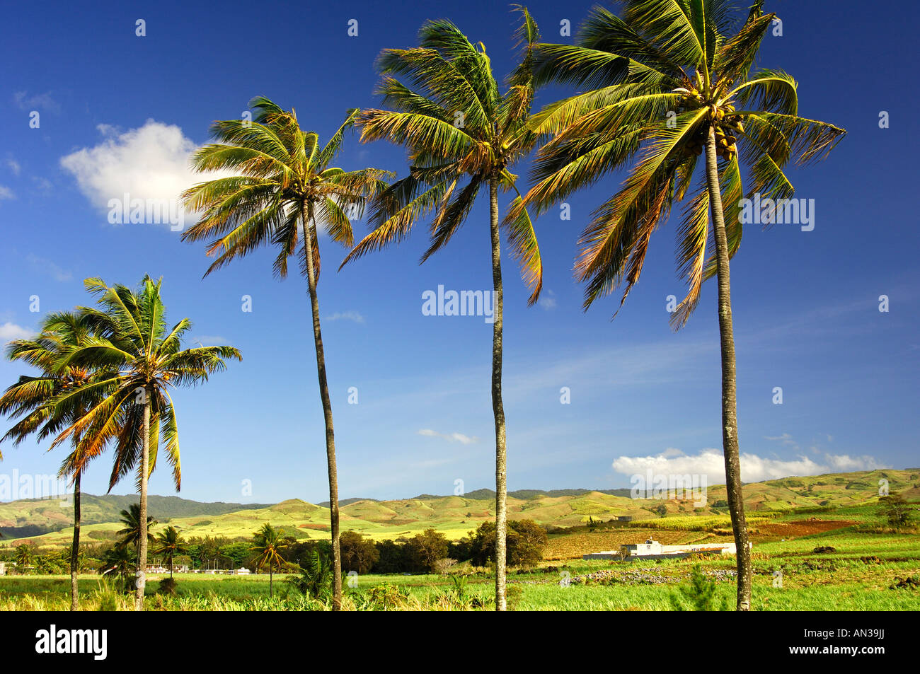 Palm mauritius tropical plants trees hi-res stock photography and ...
