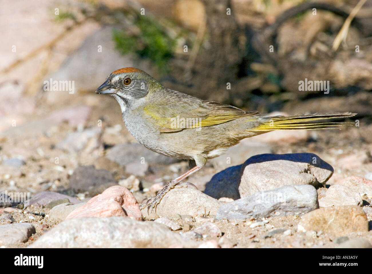 Green-tailed Towhee Pipilo chlorurus Portal Cochise County ARIZONA ...