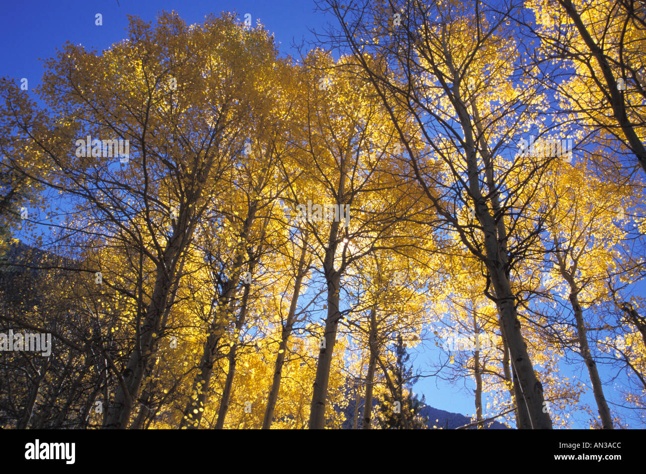 Tall Aspen Trees Stock Photo - Alamy