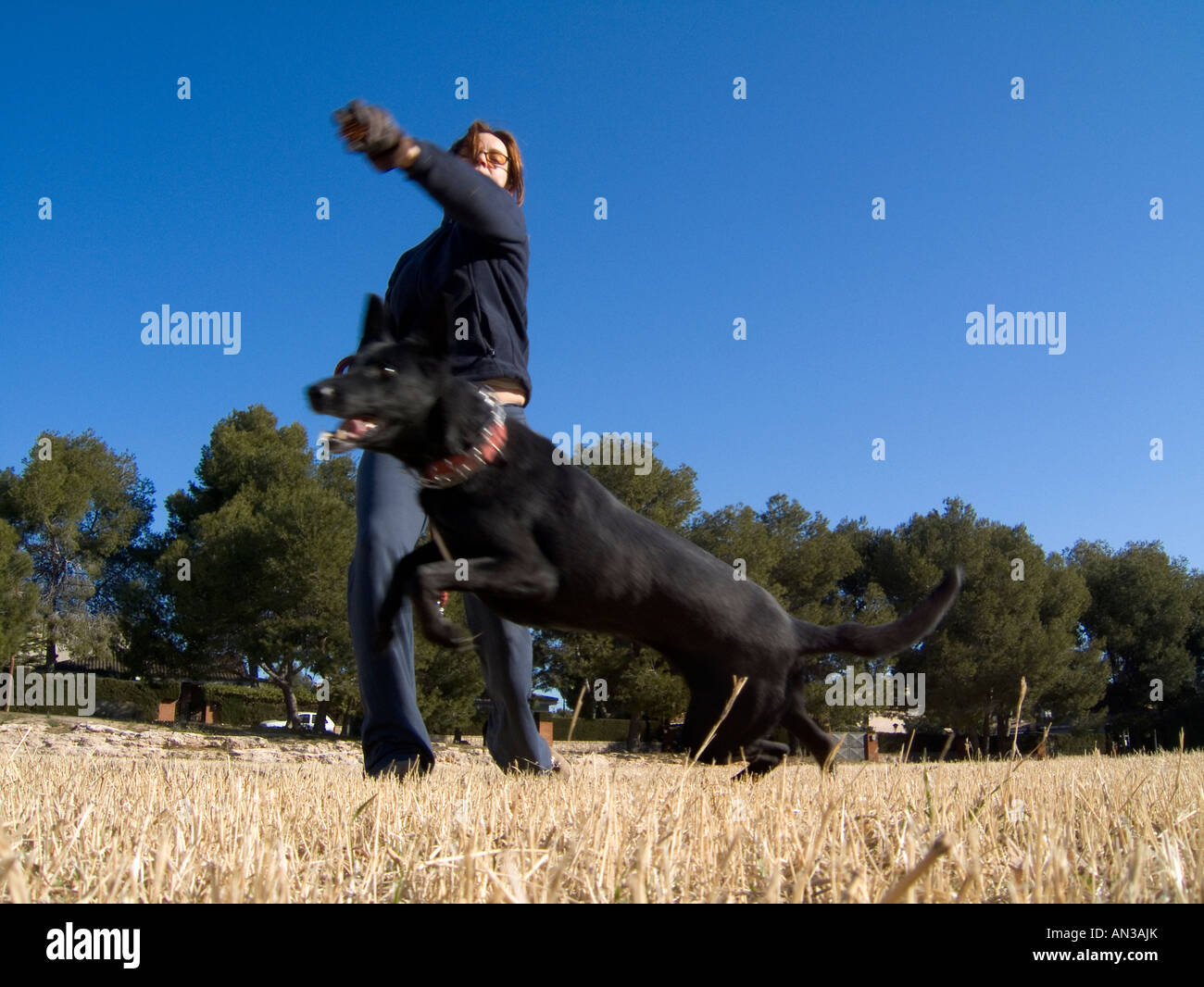 Black dog playing with its owner in a natural environment Stock Photo ...