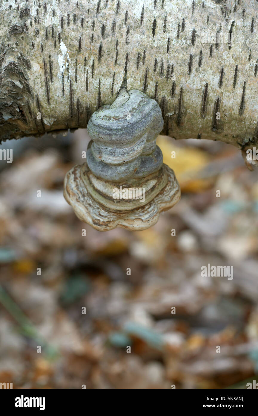 Hoof Fungi Fomes fomentarius growing ona dead fallen Silver Birch ...