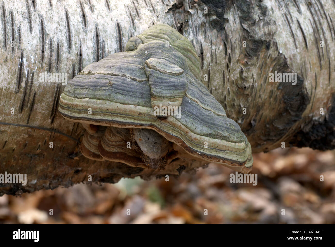 Hoof Fungi Fomes fomentarius growing ona dead fallen Silver Birch ...