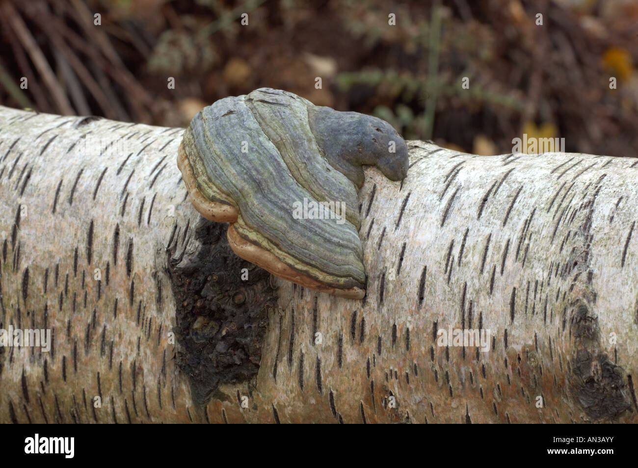 Birch hoof fungi hi-res stock photography and images - Alamy