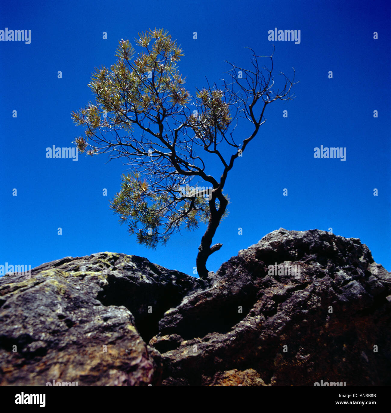NSW Australia Blue Mountains Stunted Pine Tree Growing out of Rocks ...