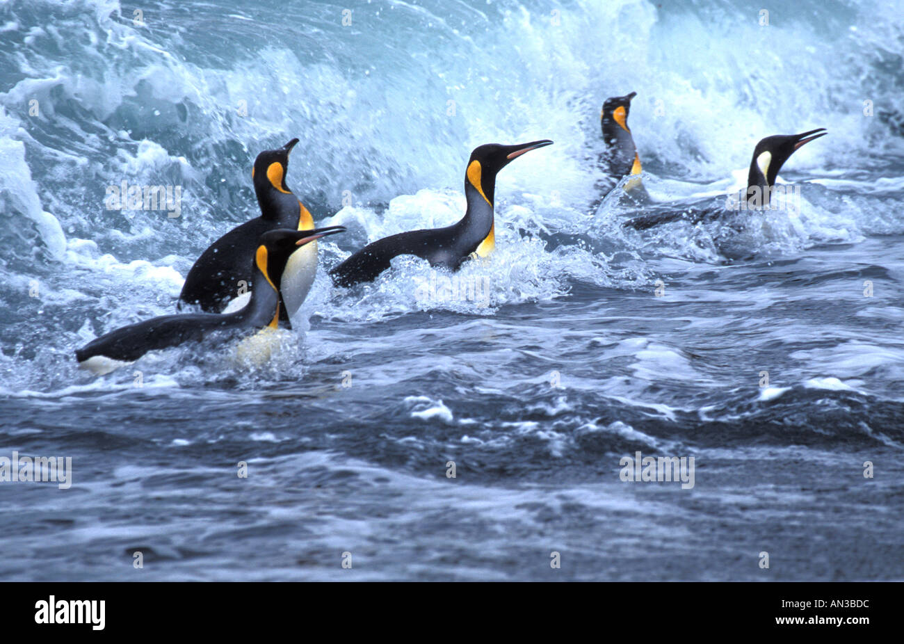 King Penguin Sub Antarctic Australia Stock Photo - Alamy