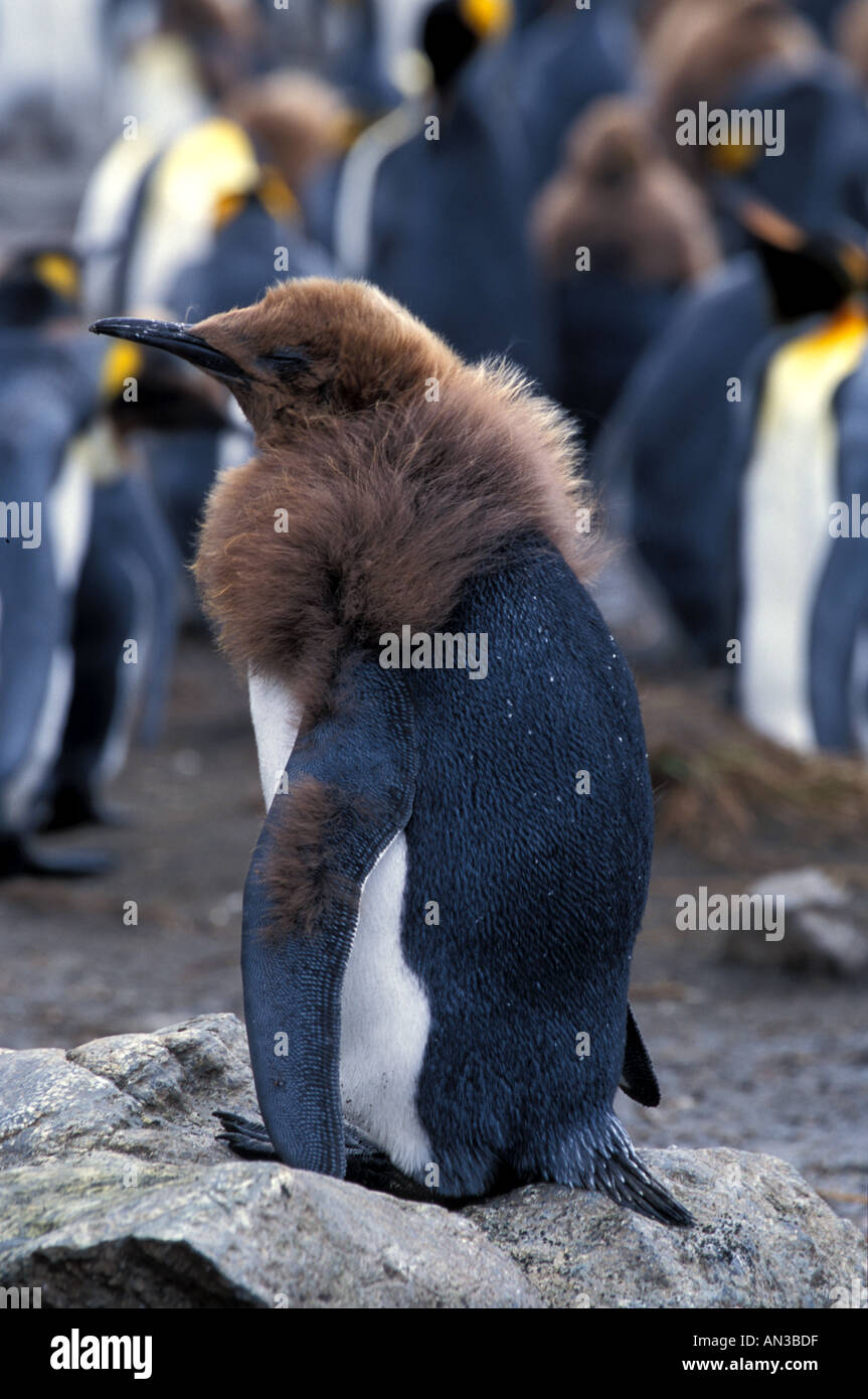 King Penguin Sub Antarctic Australia Stock Photo - Alamy
