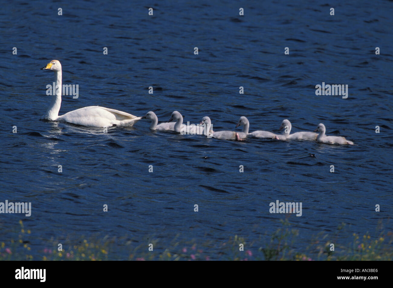 Whooper Swan on Loch of Tingwall Shetland Stock Photo - Alamy