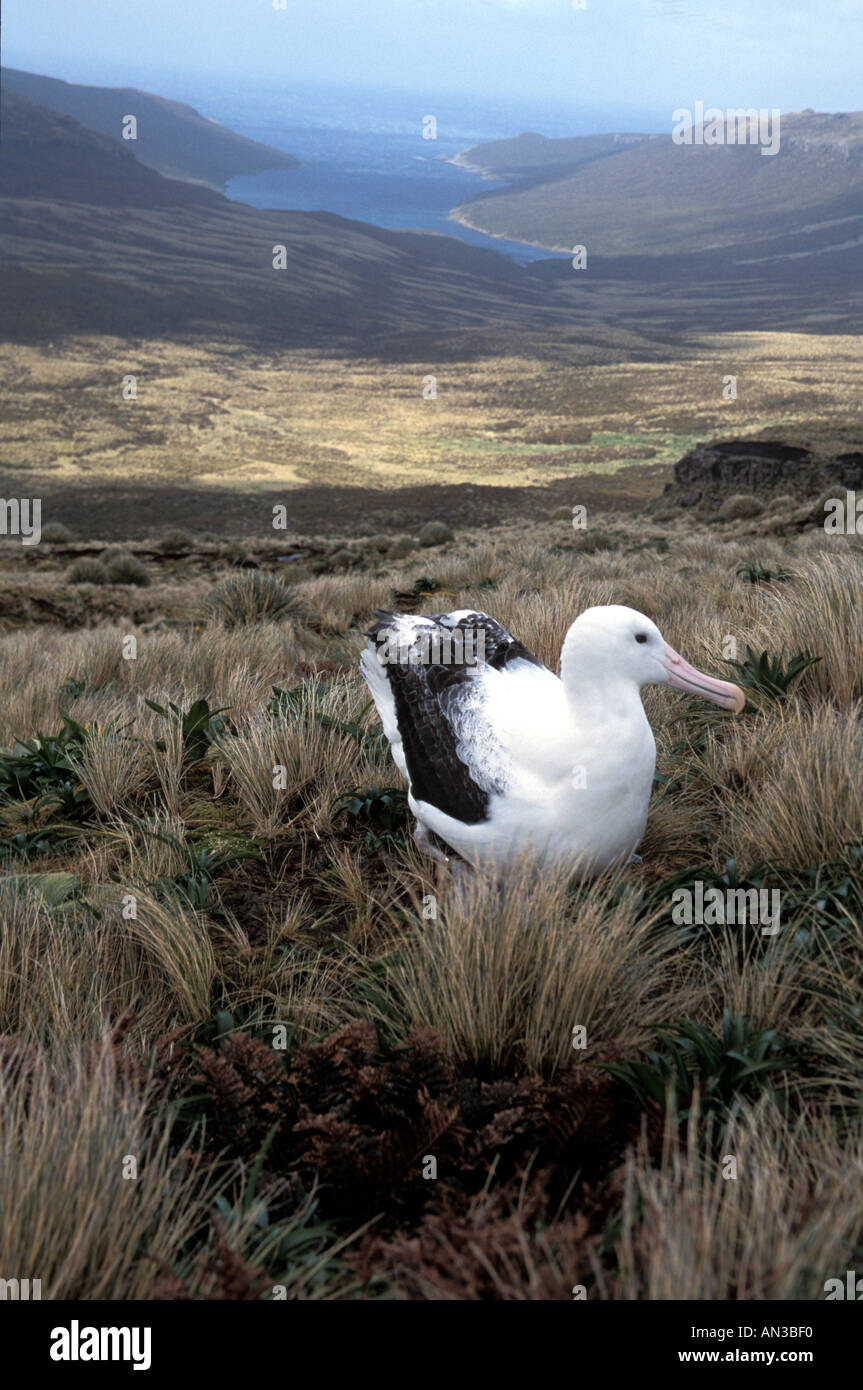 Southern Royal Albatross in habitat Sub Antarctic New Zealand Stock ...