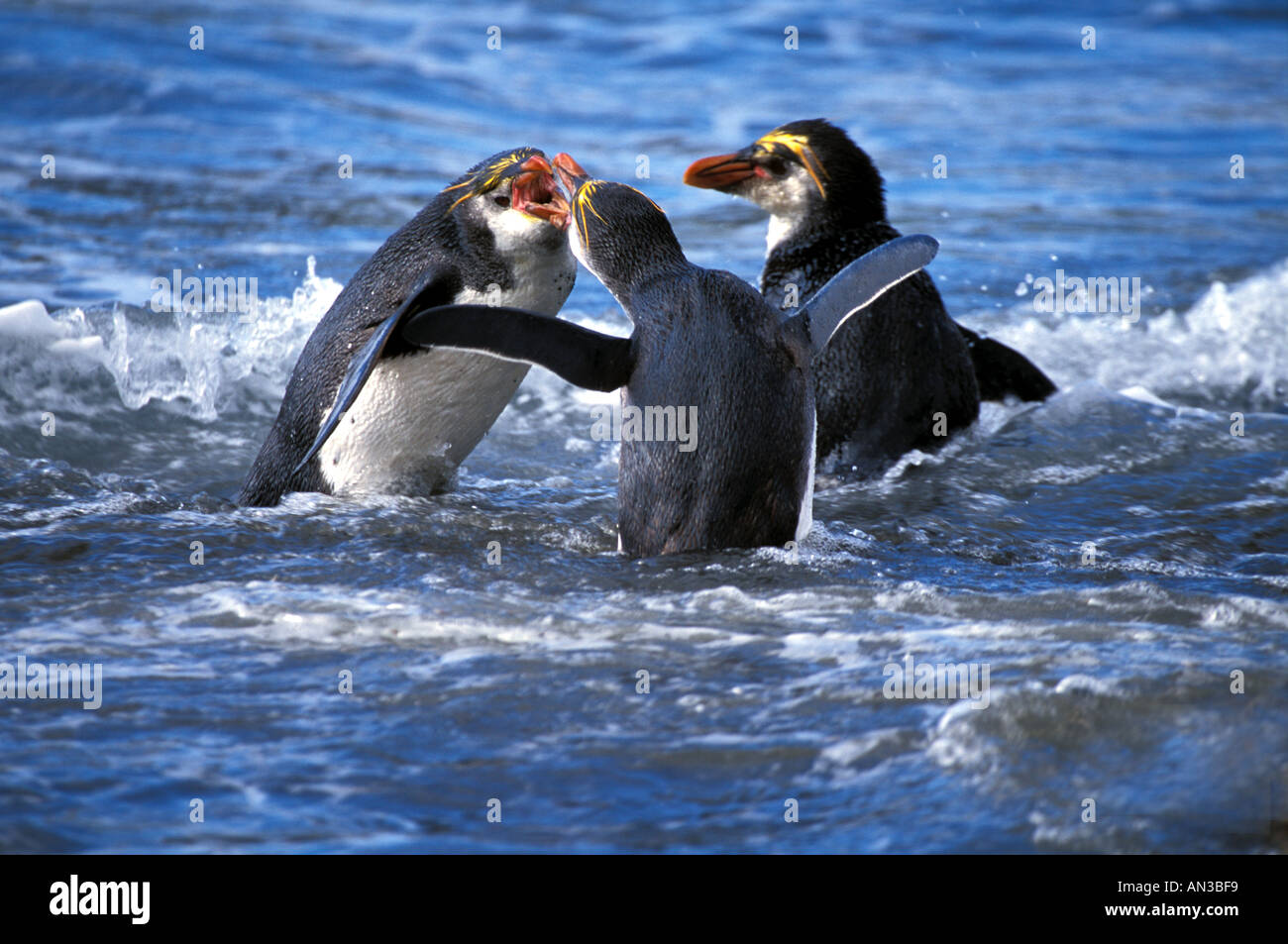 Royal Penguin Sub Antarctic Australia Stock Photo - Alamy