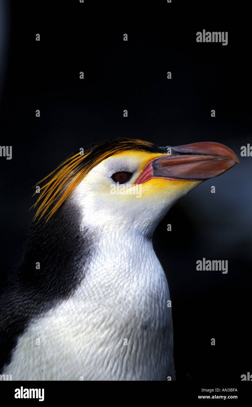 Royal Penguin Sub Antarctic Australia Stock Photo - Alamy