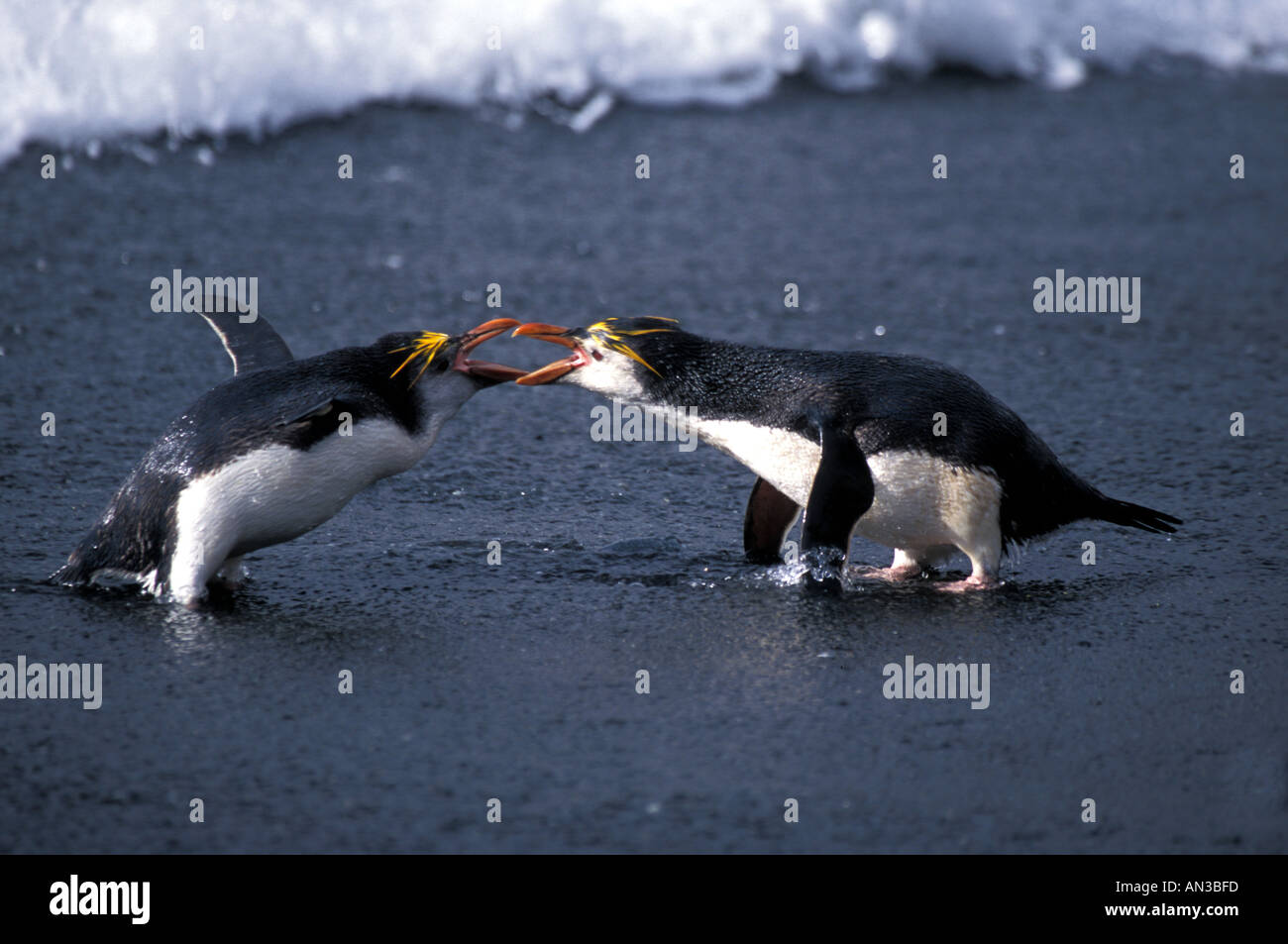 Royal Penguin Sub Antarctic Australia Stock Photo - Alamy