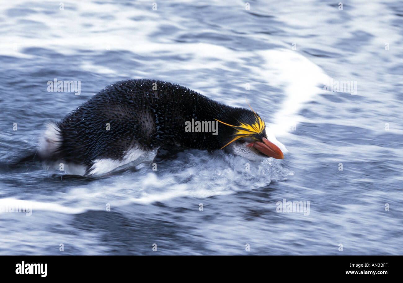Royal Penguin Sub Antarctic Australia Stock Photo - Alamy