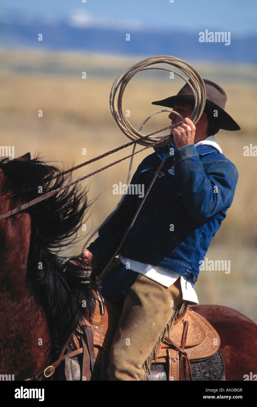 MR Young cowboy roping calves from horseback Stock Photo - Alamy