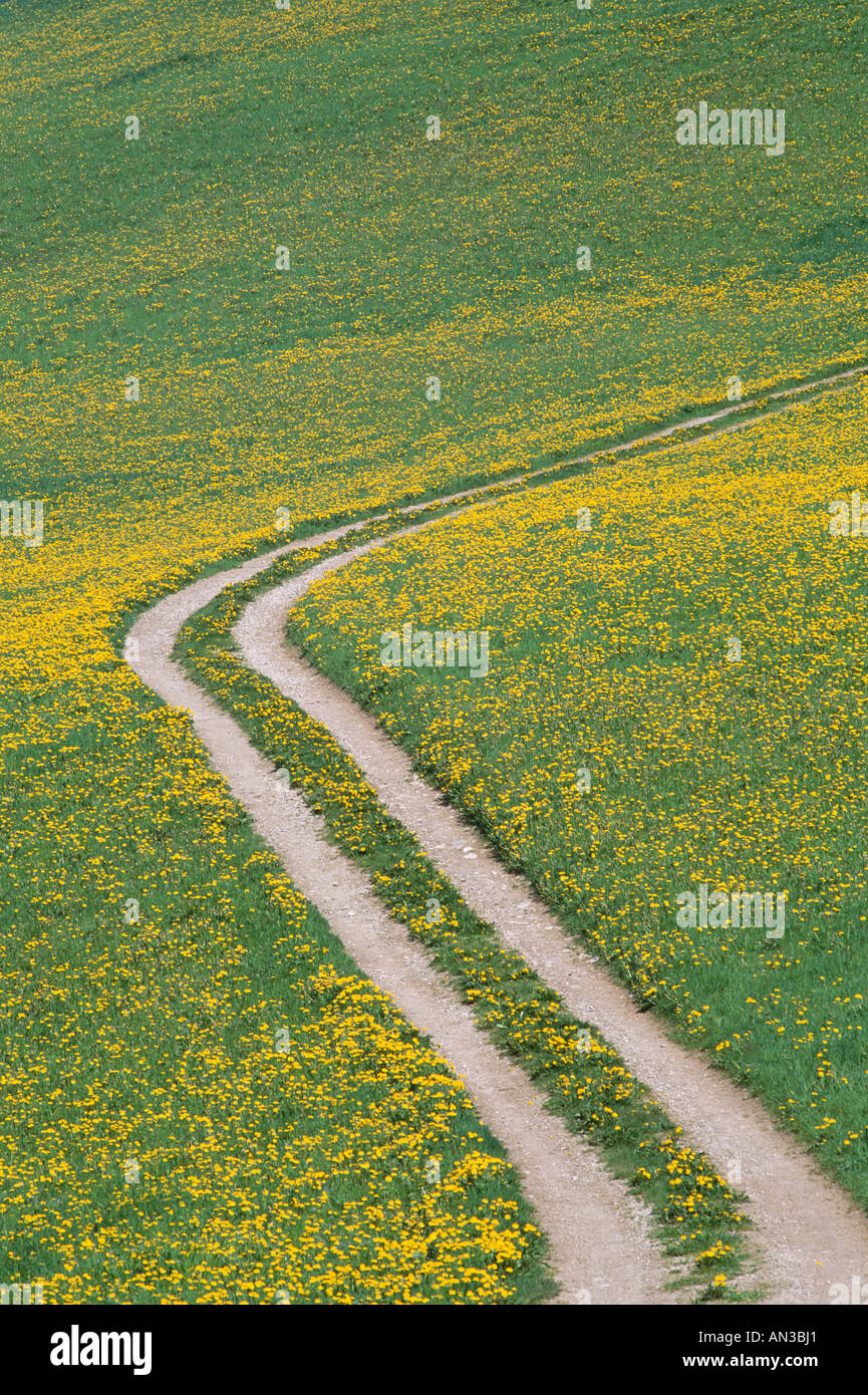 Track with yellow wild flowers hi-res stock photography and images - Alamy