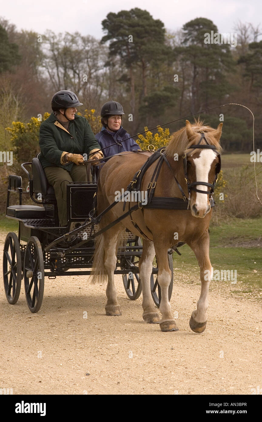 A woman driving horse carriage hi-res stock photography and images - Alamy