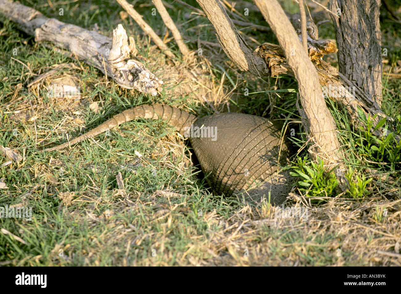 Armadillo burrow hi-res stock photography and images - Alamy