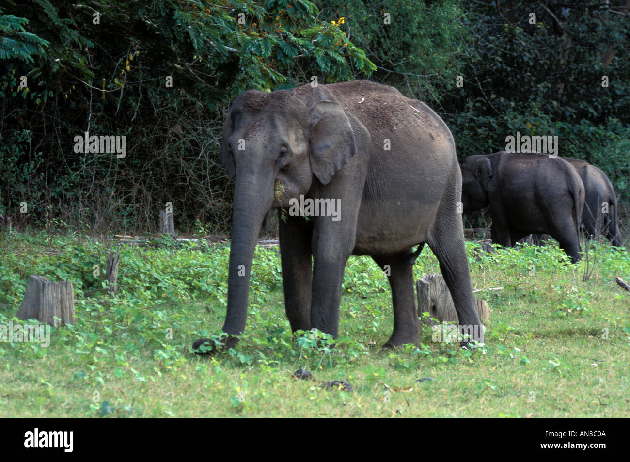 Nagarhole elephant family hi-res stock photography and images - Alamy