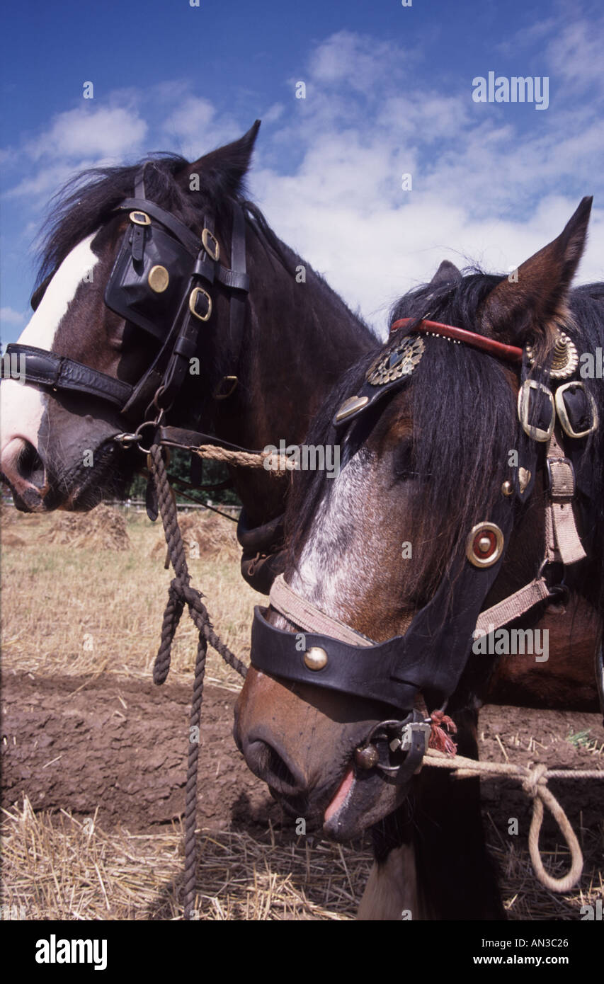 Resting draft horse hi-res stock photography and images - Alamy