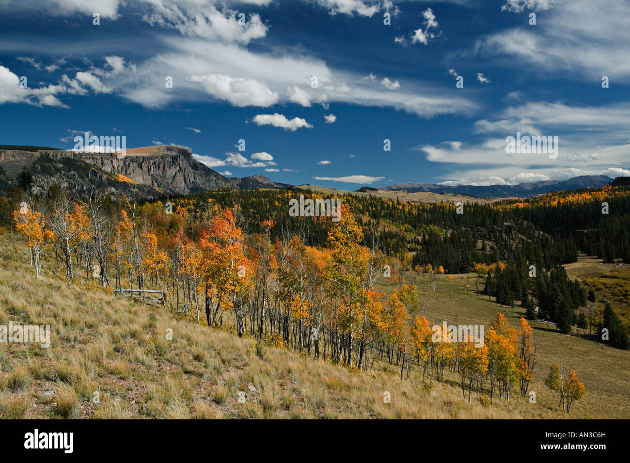 Aspen trees in fall colors, Colorado Stock Photo - Alamy