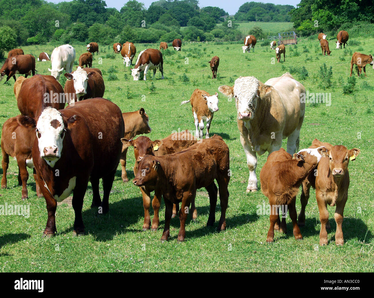 Brown White Cattle High Resolution Stock Photography and Images - Alamy