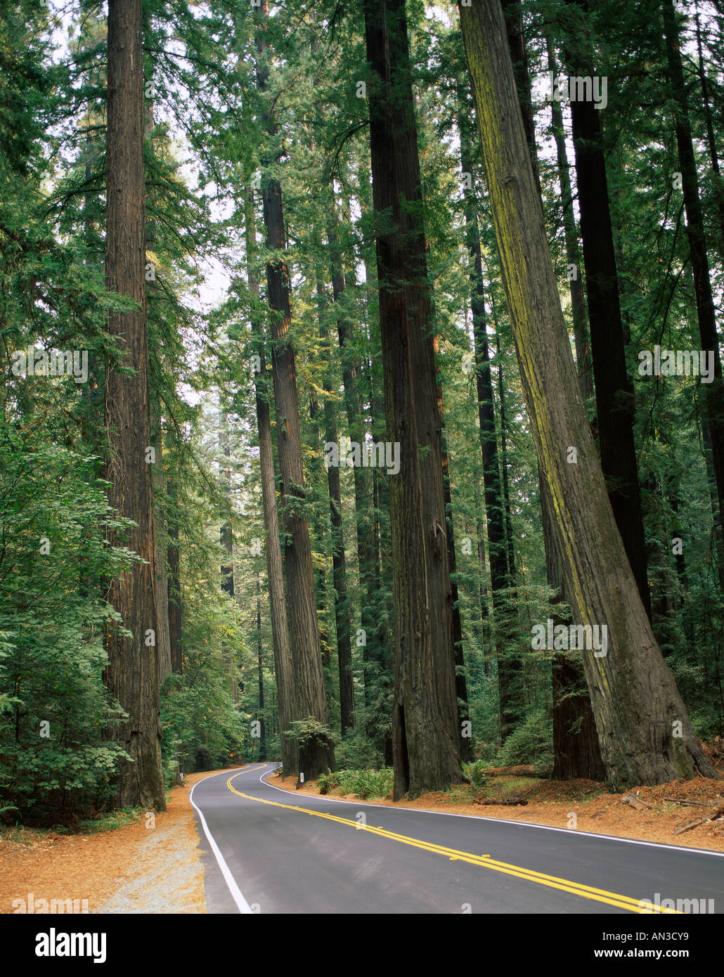 Humboldt Redwoods State Park / Empty Road with Redwood Trees ...