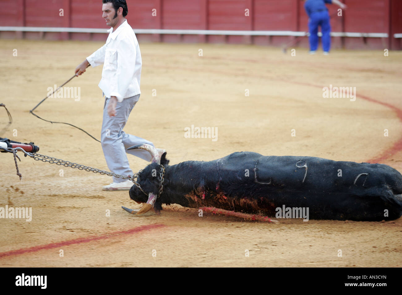 Dead bull carcass bullfight hi-res stock photography and images - Alamy