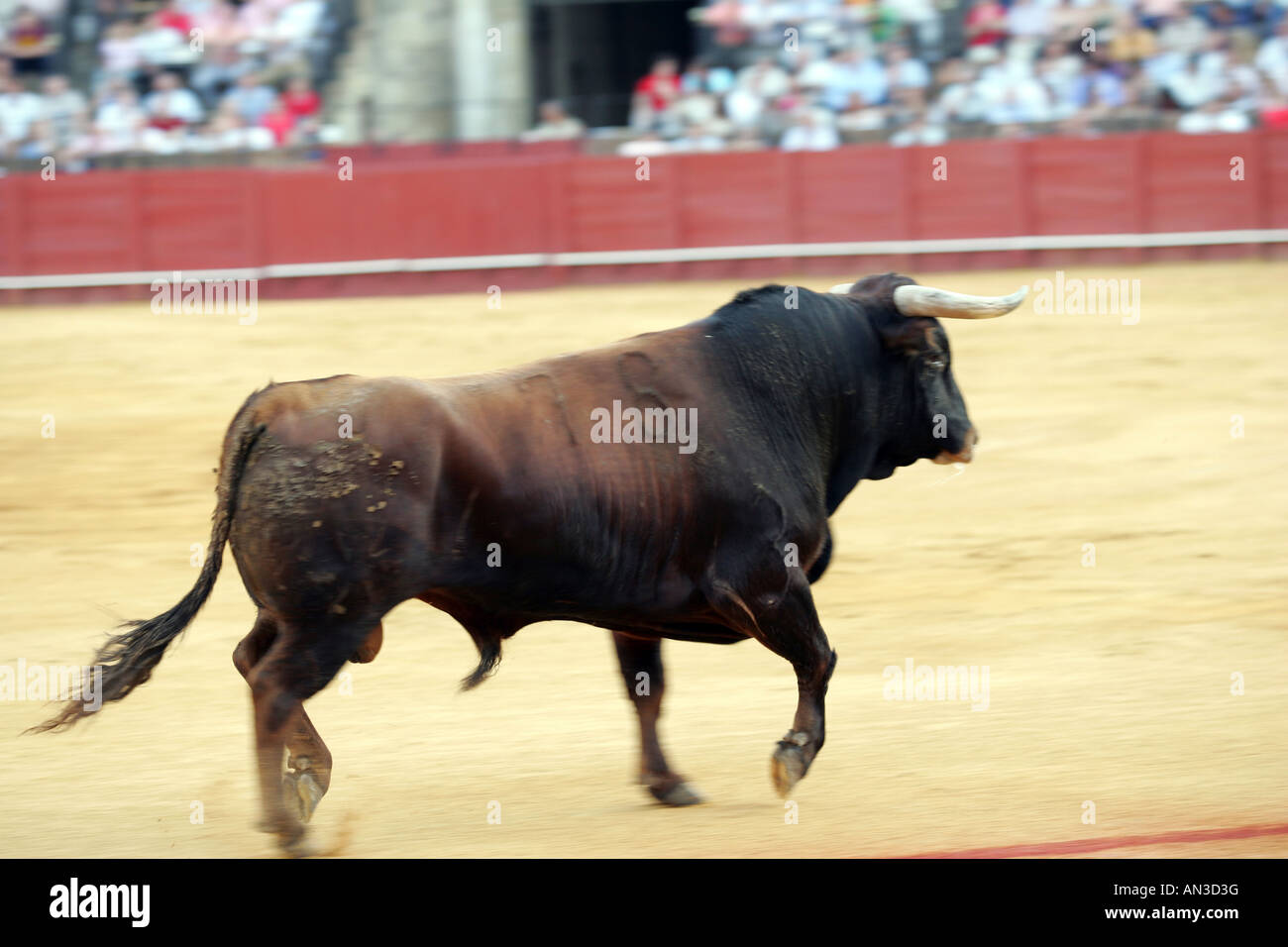 Real bull charging hi-res stock photography and images - Alamy