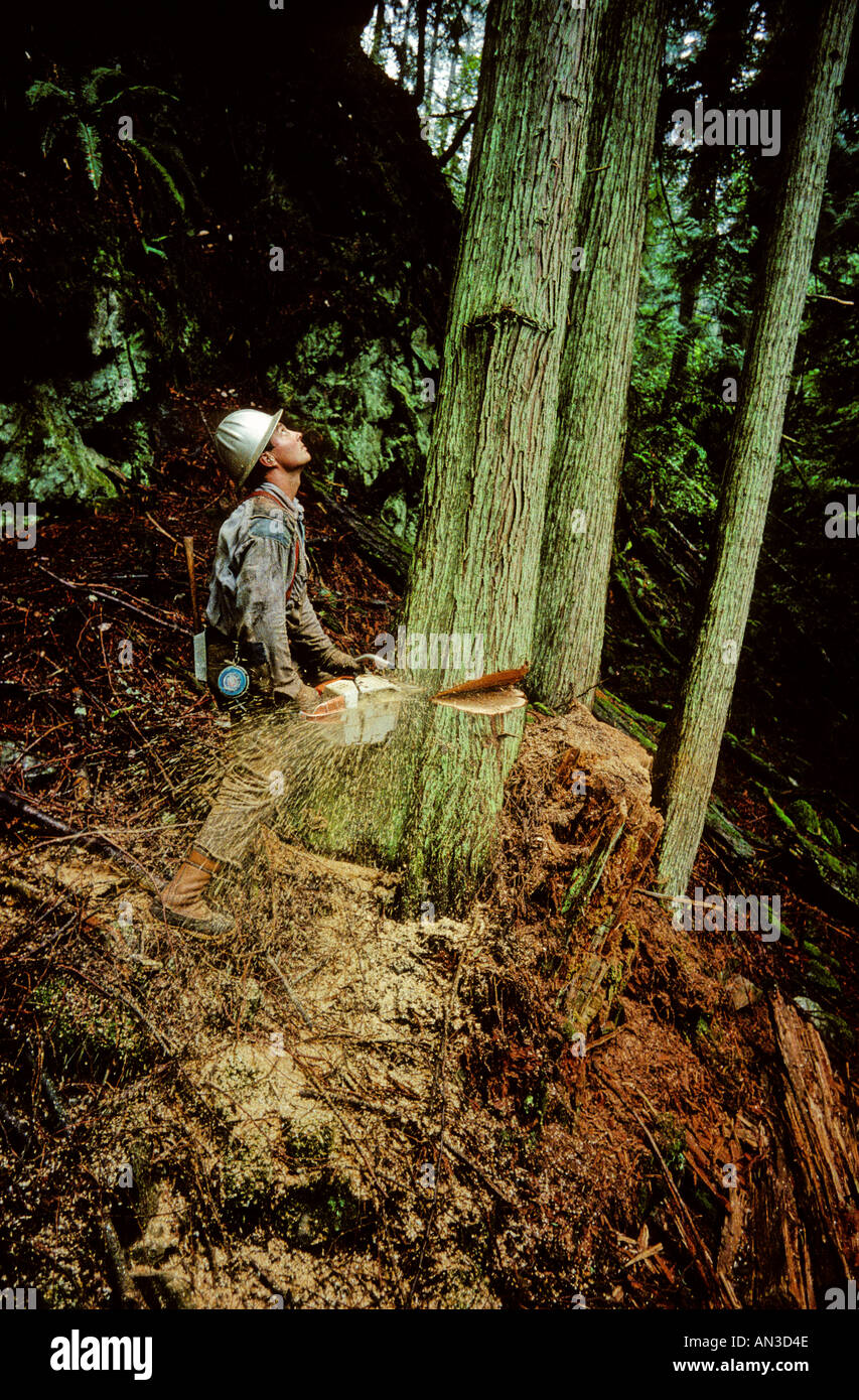 Washington state logging industry hi-res stock photography and images ...