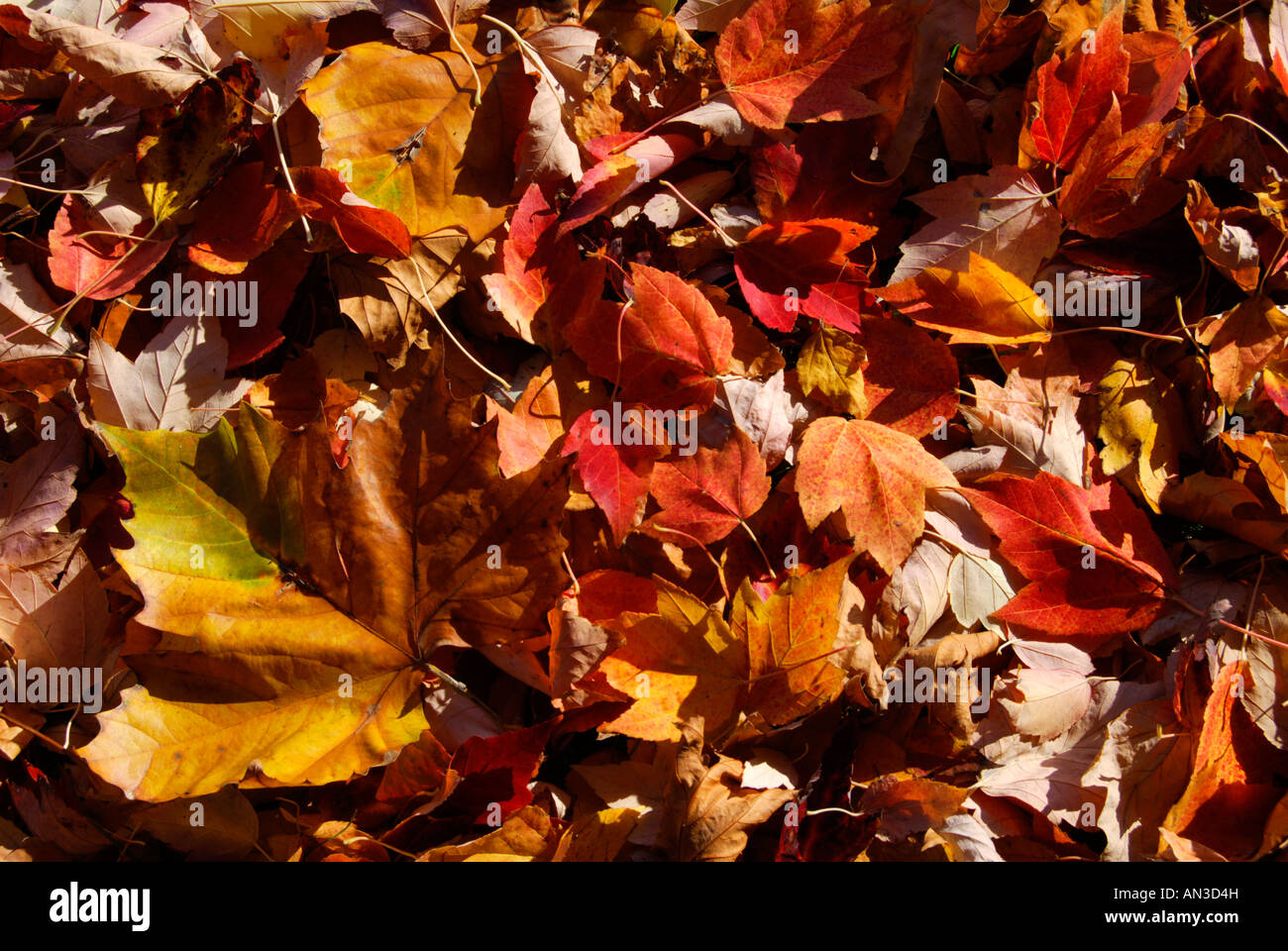 autumn leaves on the ground Stock Photo - Alamy