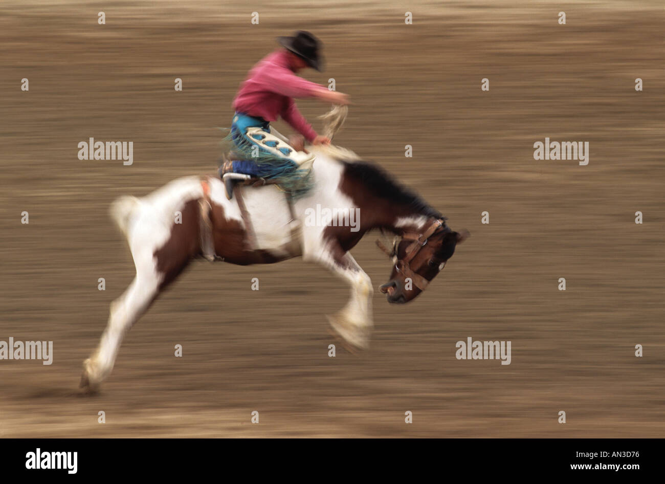Rodeo saddle bronc rider USA Stock Photo - Alamy