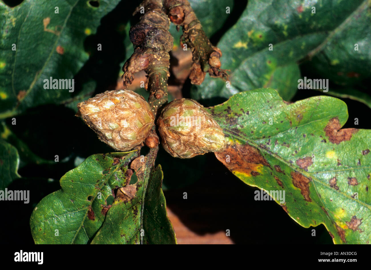 artichoke galls on an oak tree caused by a gall wasp Andricus ...