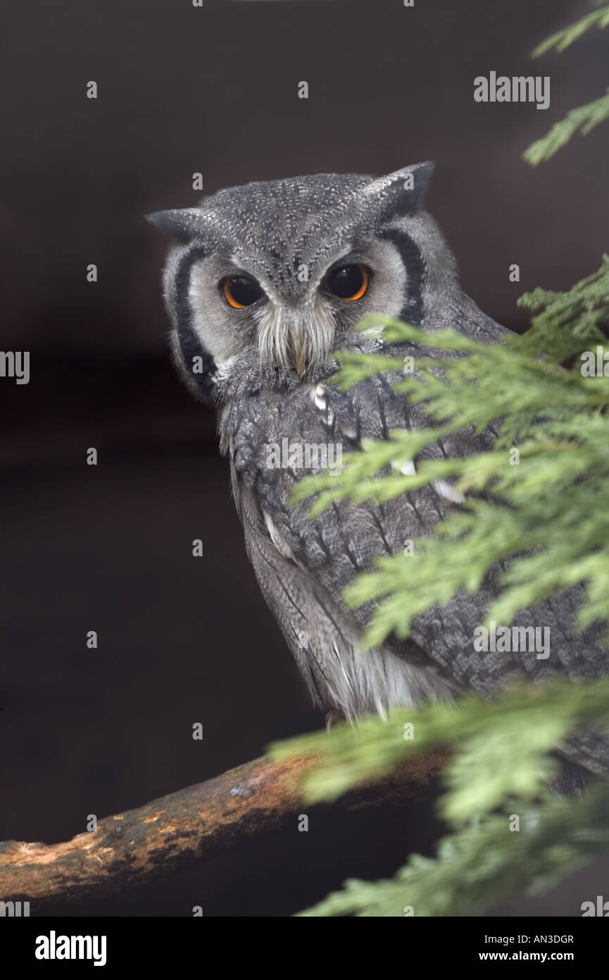 African white faced scops owl hi-res stock photography and images - Alamy