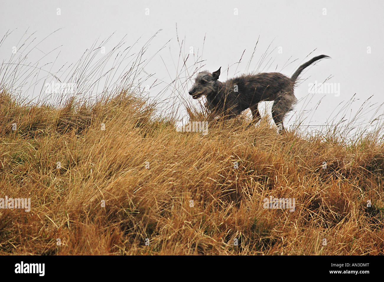 Lurcher hunting hi-res stock photography and images - Alamy