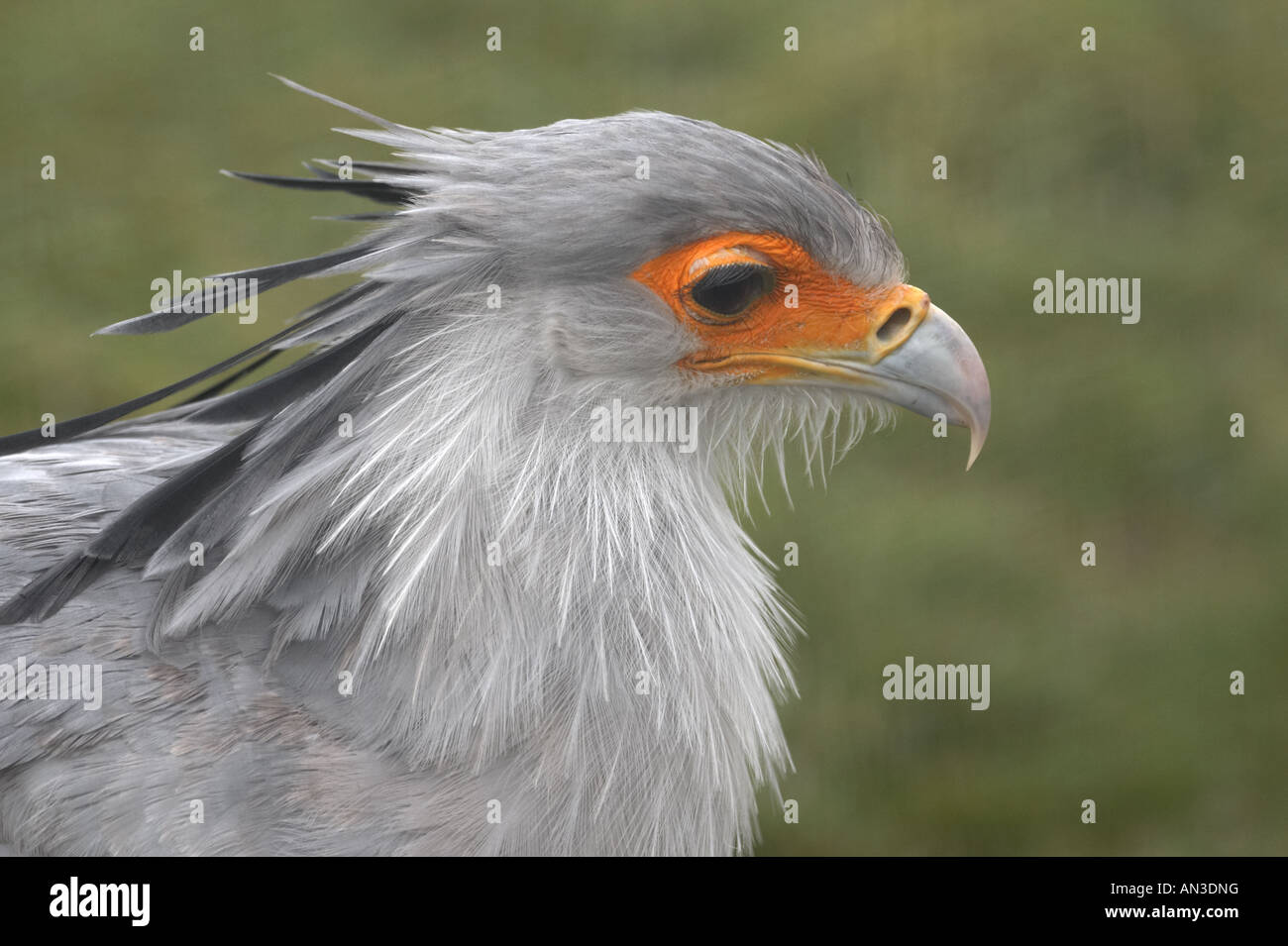 Secretary Bird Sagittarius serpentarius close-up of head of captive ...