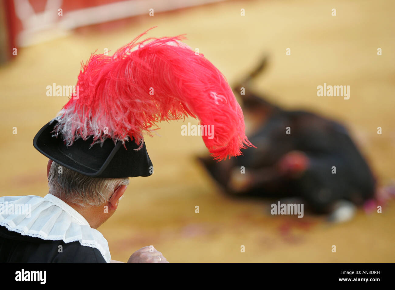 Dead bull carcass bullfight hi-res stock photography and images - Alamy