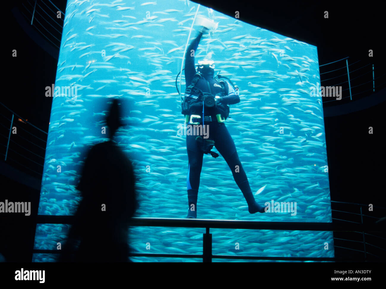 Aquarium of Boga fish in Loro Park in Puerto de la Cruz TENERIFE ISLAND ...