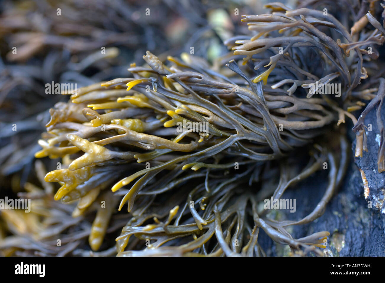 channelled wrack Pelvetia canaliculata shore cornwall Stock Photo - Alamy