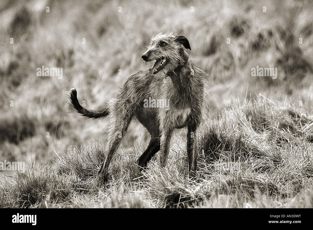 Black lurcher hi-res stock photography and images - Alamy