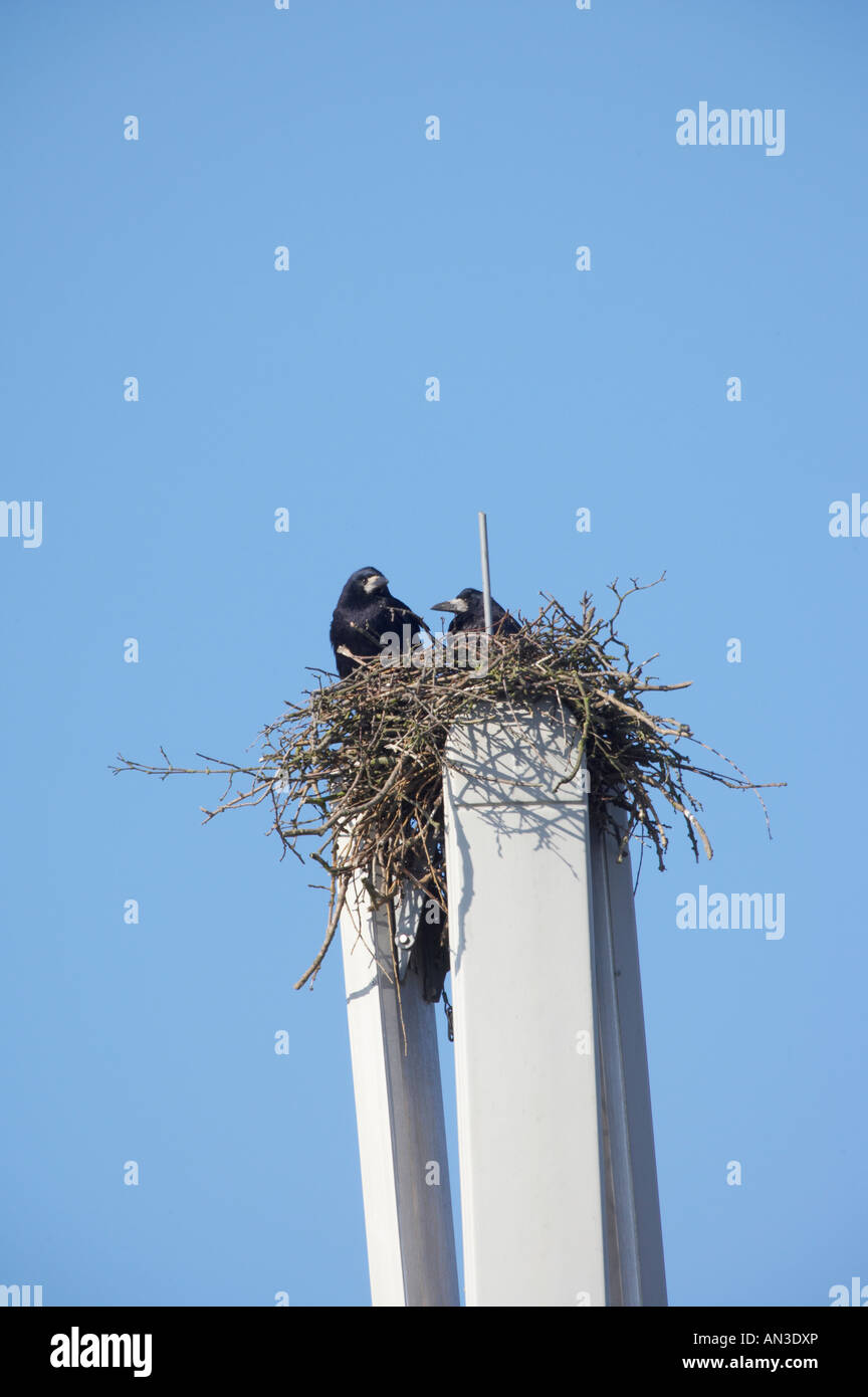 Artificial nesting structure hi-res stock photography and images - Alamy